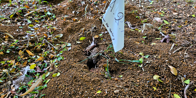Manejo de hormigas arrieras | Pontificia Universidad Javeriana Cali