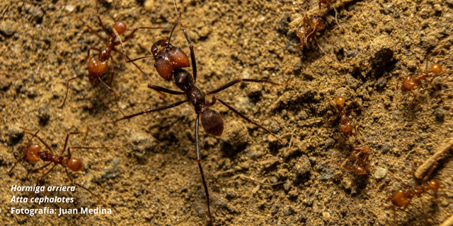 Manejo de hormigas arrieras | Pontificia Universidad Javeriana Cali
